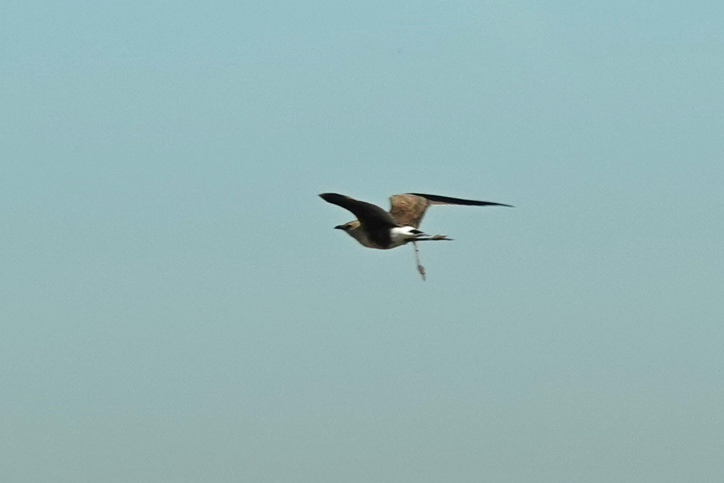 Australian Pratincole from Middle Point NT 0822, Australia on May 13 ...