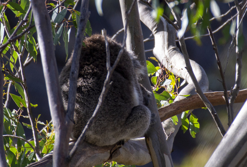 Koala from Pentland Hills VIC 3341, Australia on August 14, 2023 at 10: ...