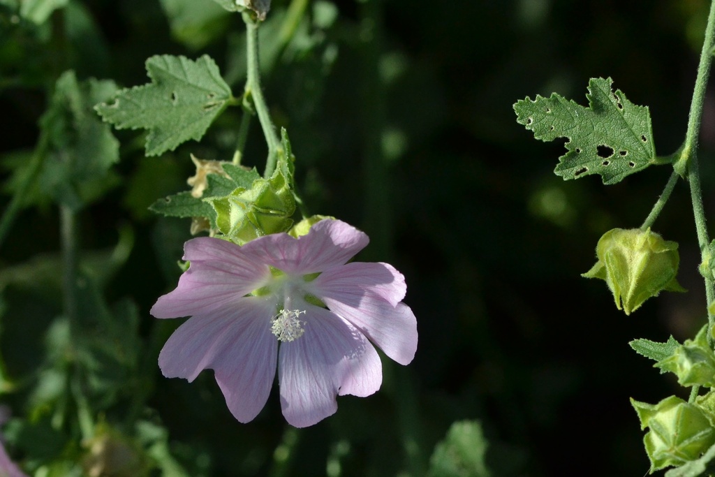 Eastern Tree-mallow from 293 01 Nepřevázka, Česko on August 12, 2023 at ...
