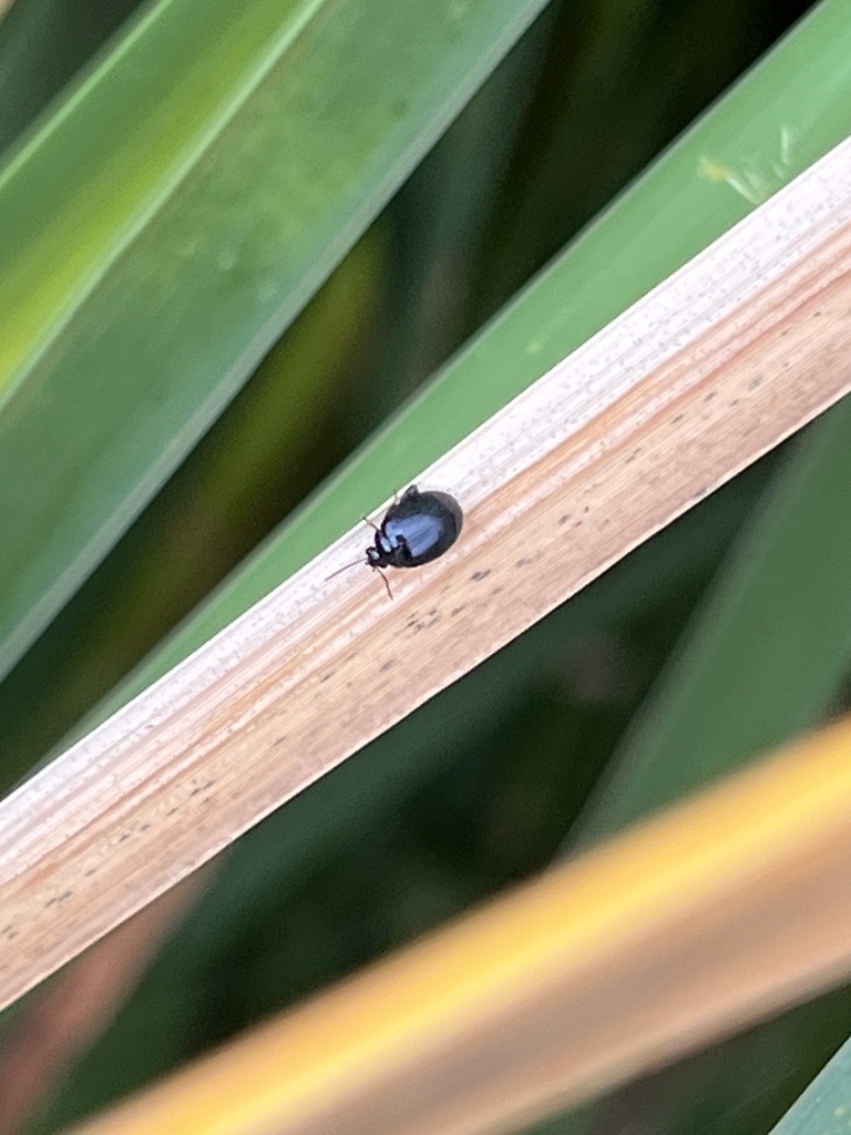 Water, Rove, Scarab, Long-horned, Leaf, and Snout Beetles from ...