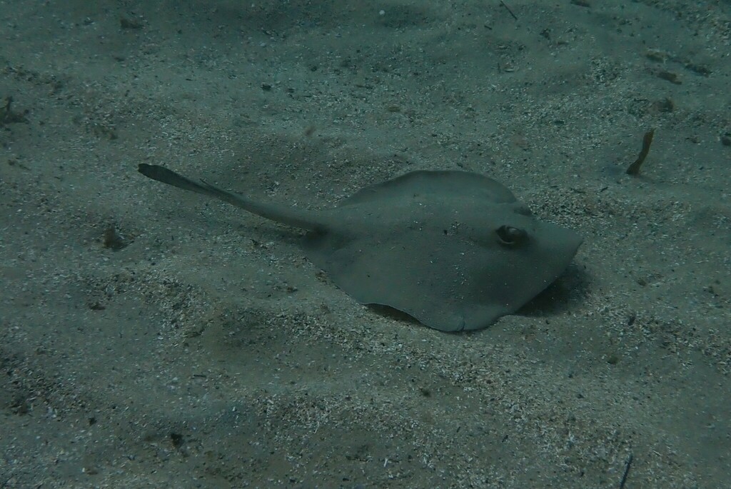 Common Stingaree from Sydney NSW, Australia on July 27, 2023 at 11:22 ...