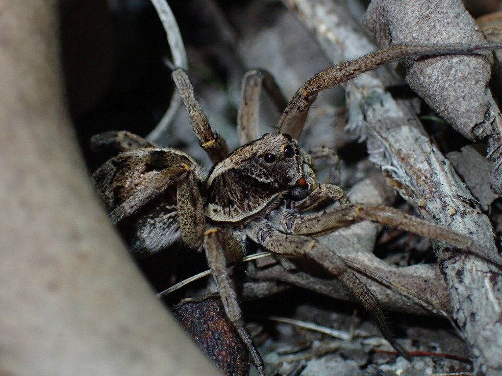 Western Variable Wolf Spider from Reen Road Nature Reserve, Gidgegannup ...