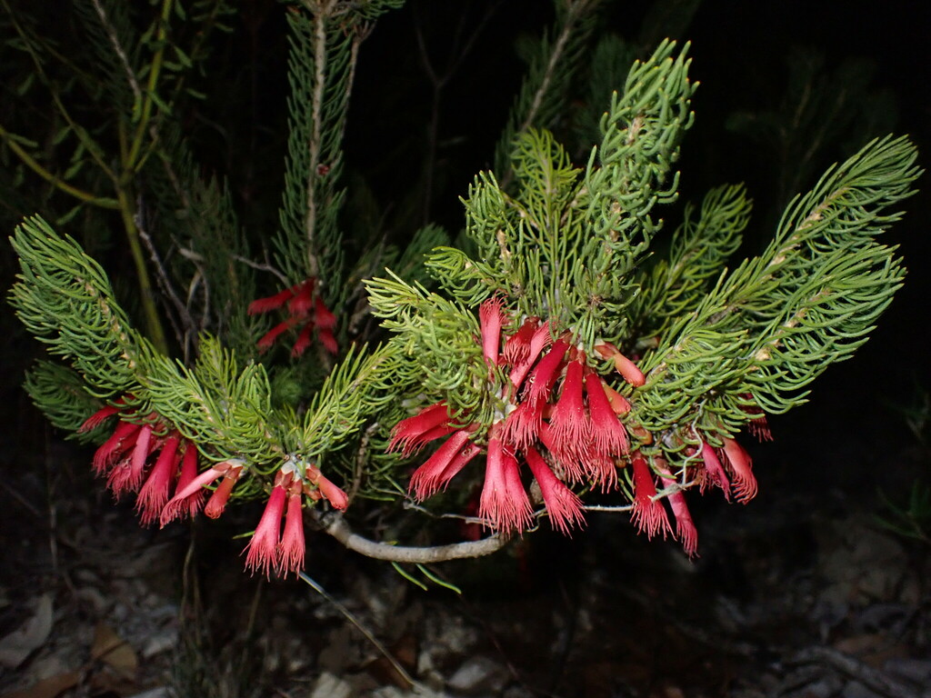 Silky-leaved Blood Flower (Melaleuca eriocarpa) - Botanical Realm