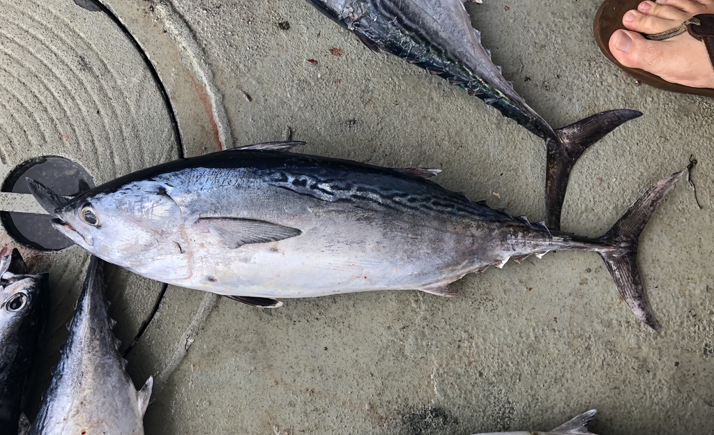 Little Tunny (Euthynnus alletteratus) - Marine Life Identification