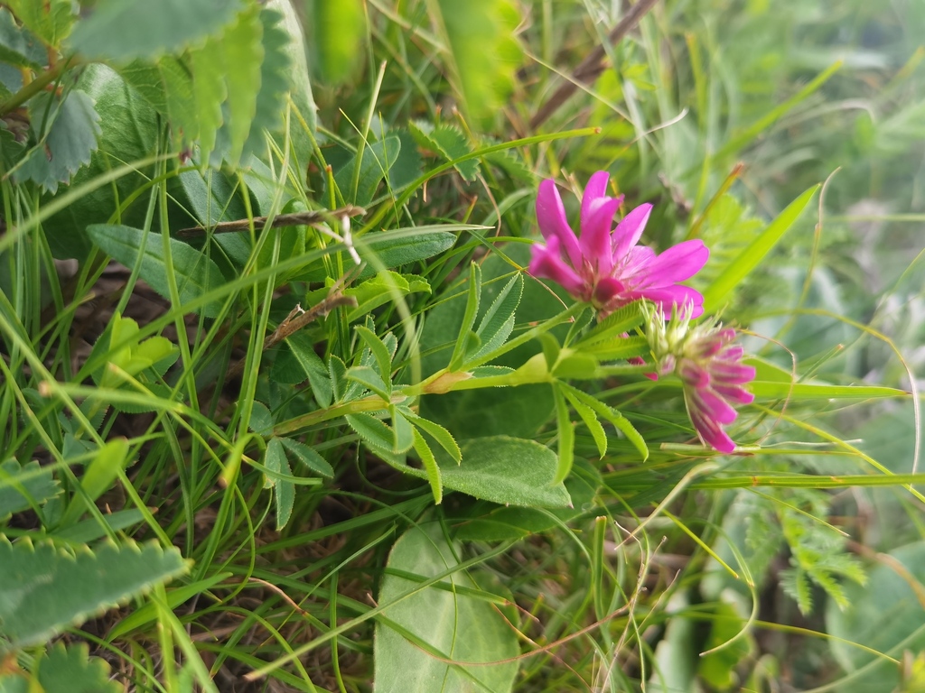 lupine clover from 内蒙古自治区赤峰市克什克腾旗 on July 23, 2023 at 04:53 PM by ...