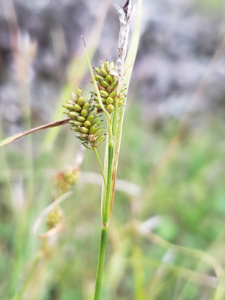 pale sedge from Hearst, ON P0L 1N0, Canada on August 15, 2023 at 06:52 ...