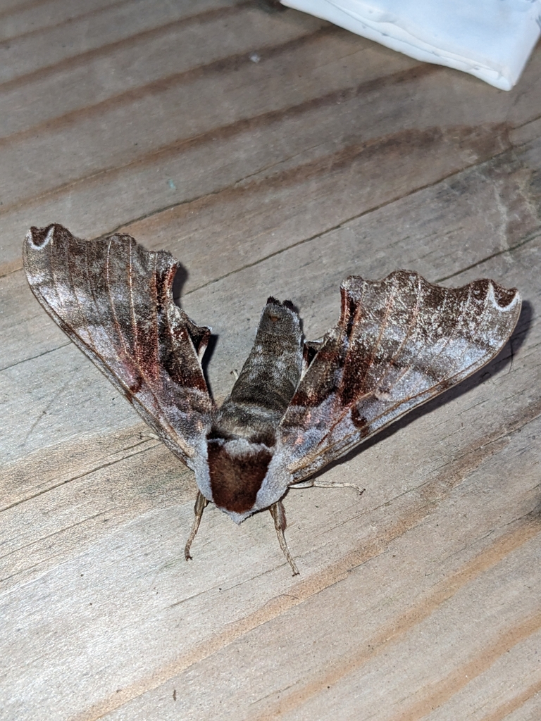 Twin-spotted Sphinx from Brighton, ON K0K 1H0, Canada on August 17 ...