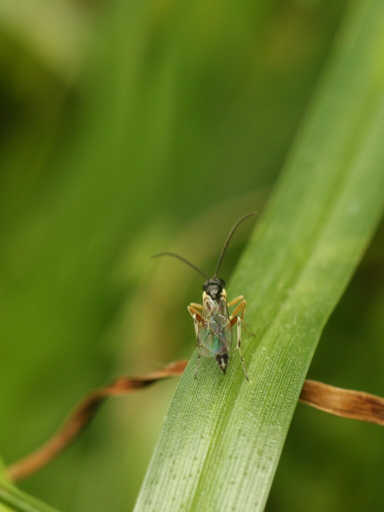 Ichneumonid Wasps from Tel Aviv-Yafo, Israel on May 8, 2023 at 05:09 PM ...