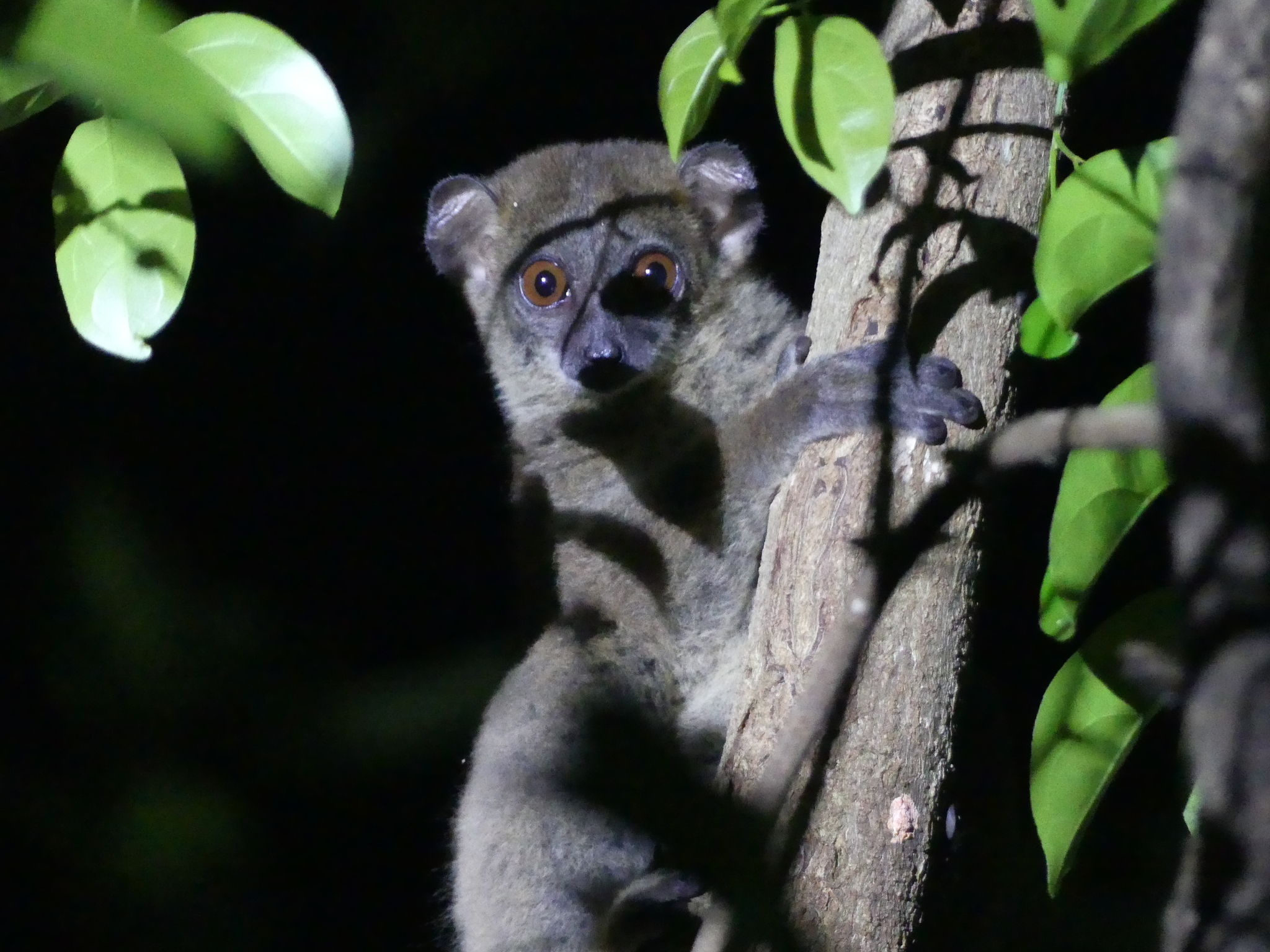 Northern Sportive Lemur Endangered