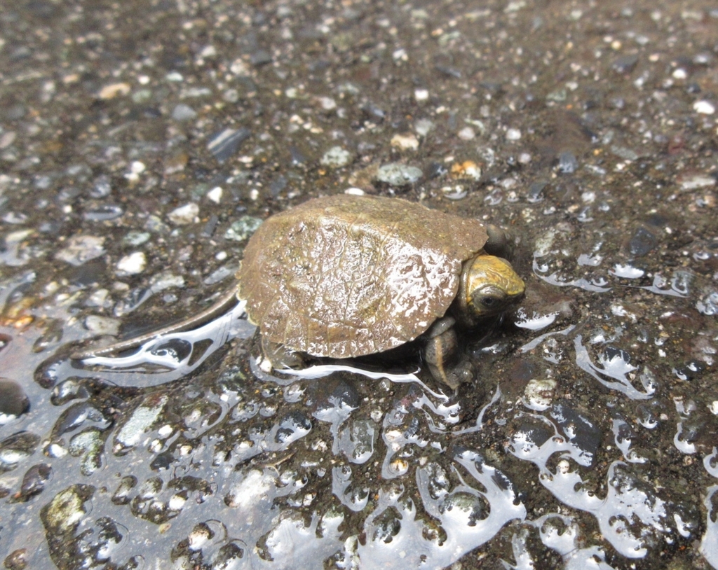 Japanese pond turtle in August 2023 by Yucheol Shin · iNaturalist