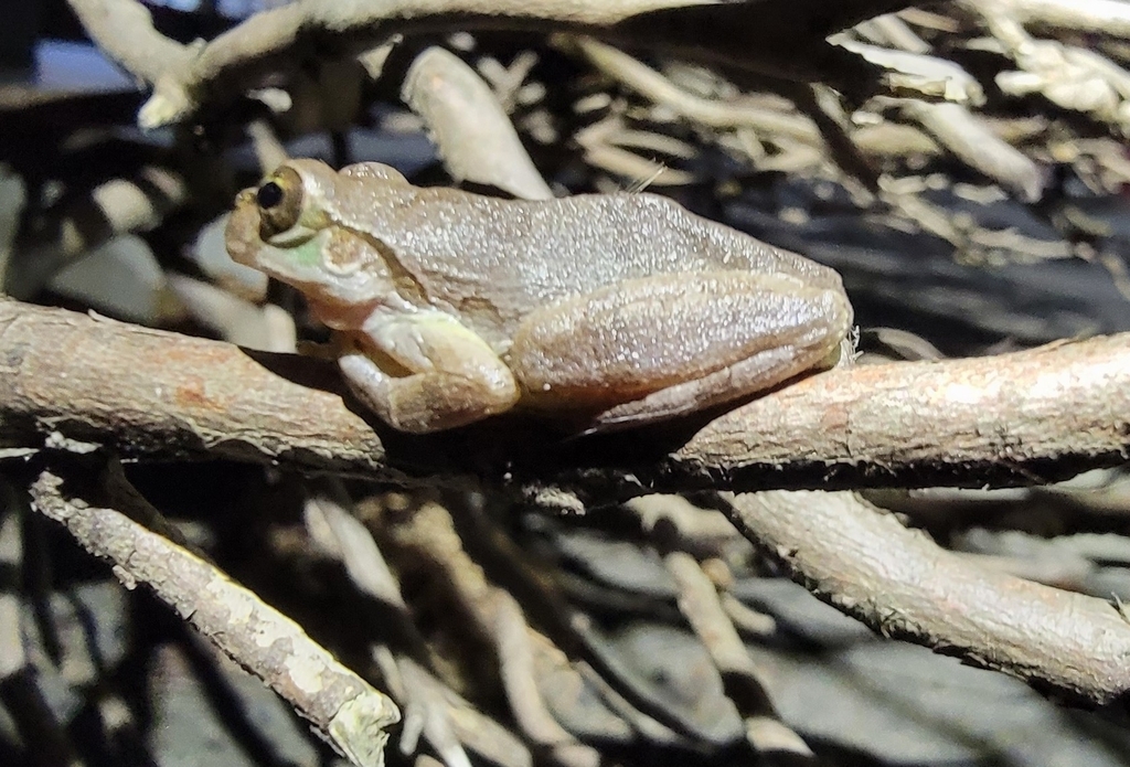 Japanese Tree Frog from Daisen, JP-TT, JP on August 17, 2023 at 07:44 ...