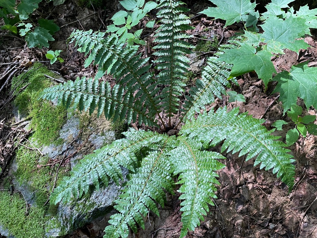 Braun's holly fern from Westfield, VT, USA on August 6, 2023 at 03:59 ...