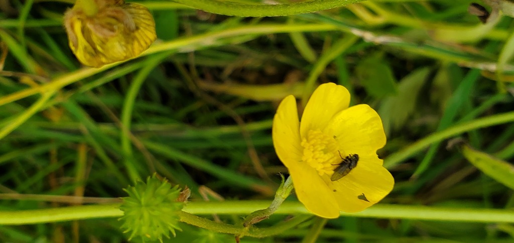 Cocksfoot Moth from Shetland Islands, UK on August 12, 2023 at 12:02 PM ...