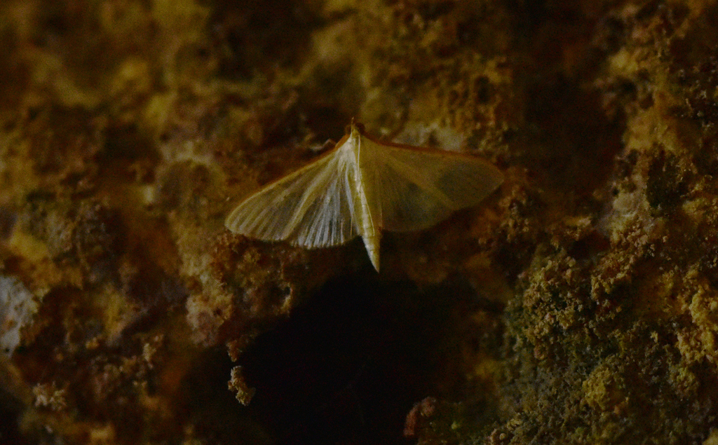 Jasmine Moth from Provincia di Latina, Italia on August 14, 2023 at 10: ...