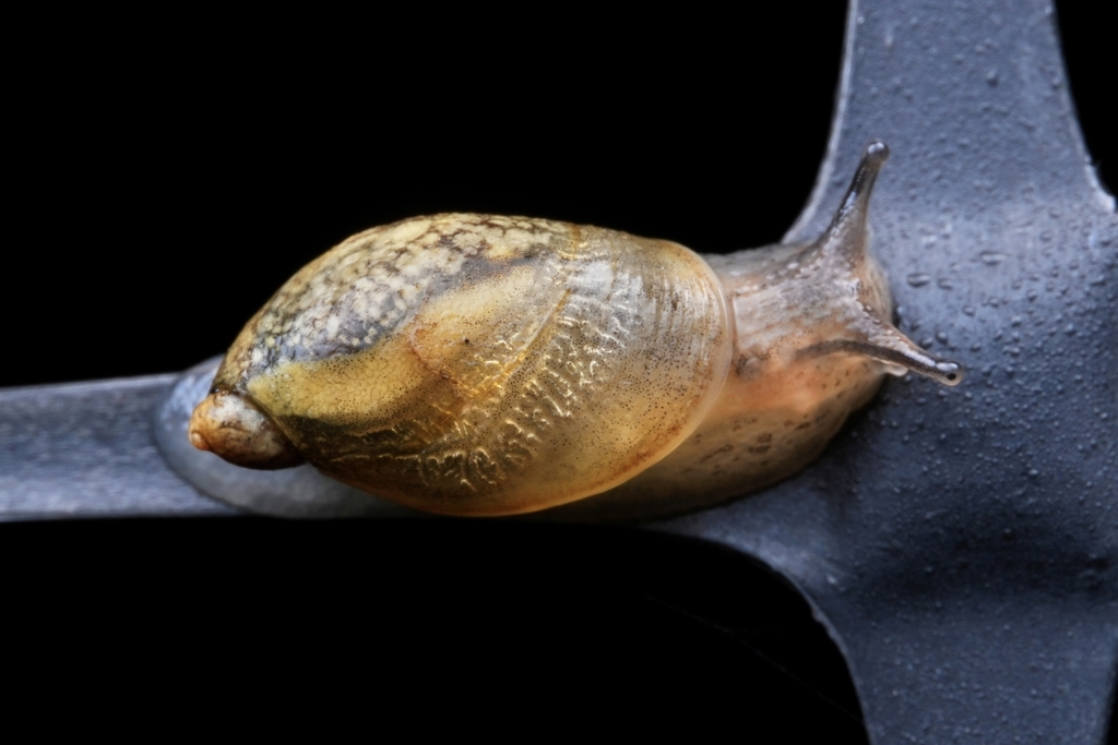 Succinea arundinetorum from 贵州省黔南布依族苗族自治州都匀市高寨 on July 16, 2023 at 10:11 AM by Simba · iNaturalist