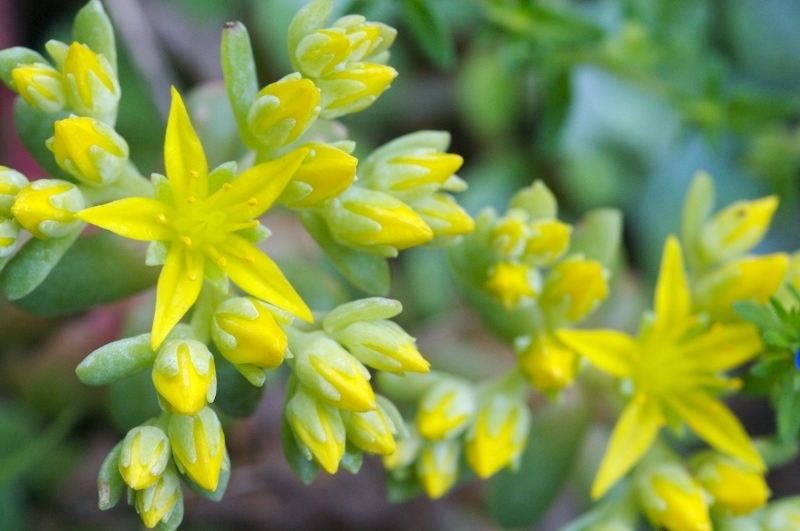 Oregon Stonecrop (Sedum oreganum) - Botanical Realm