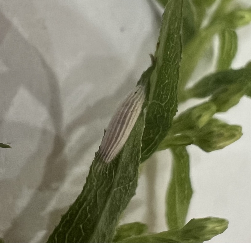 Bucculatrix in August 2023 by privatenoaccess. On golden rod. leaf ...