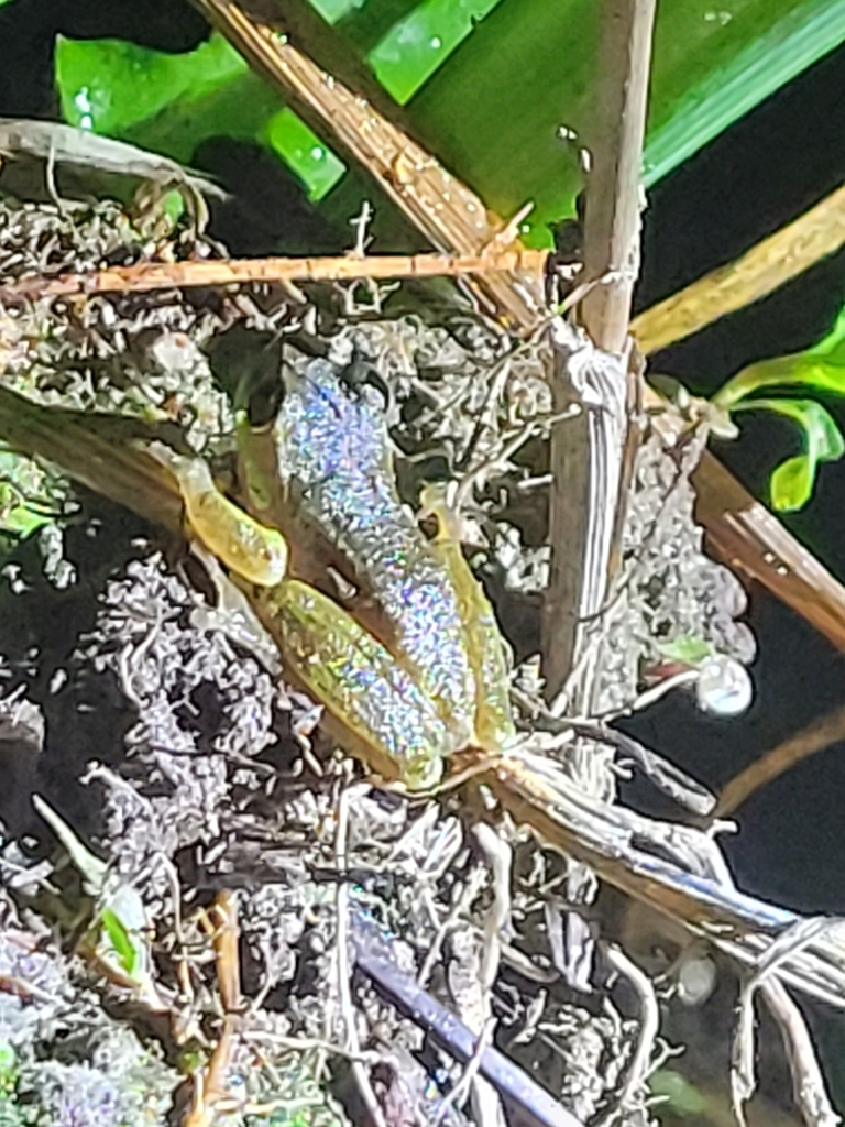 Cascade Tree Frog from Beaudesert - Pt B, AU-QL, AU on August 17, 2023 ...