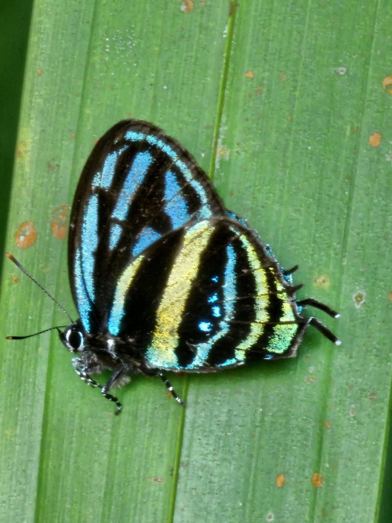 Thestius pholeus from Kwakoegron, SR-BR, SR on August 17, 2023 at 08:10 ...