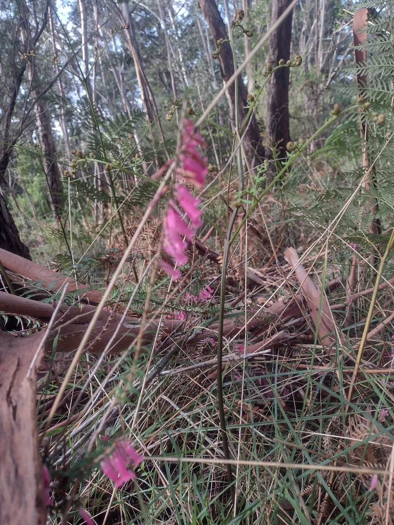 Common Heath from Red Hill on August 10, 2023 at 02:20 PM by susancarly ...