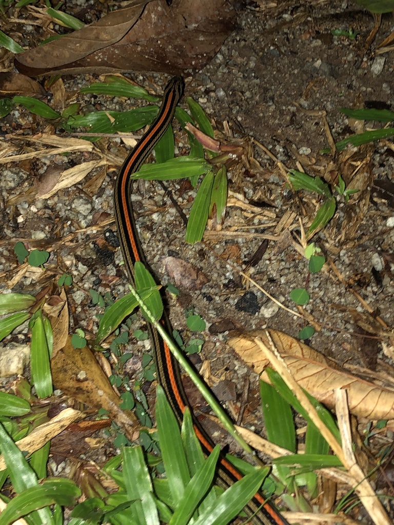 (Eight-) Striped Kukri Snake from Bedok Reservoir Park, SG on August 17 ...
