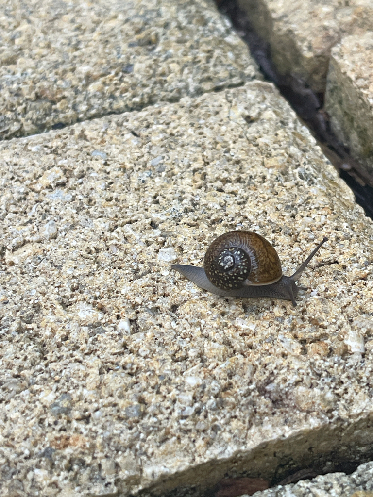 Cuban Brown Snail from West Palm Beach on August 16, 2023 at 06:58 PM ...