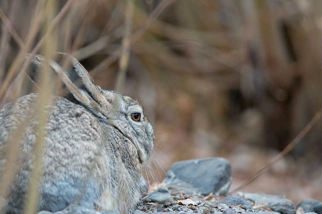 Woolly Hare from P99Q+F7Q Jammu and Kashmir on March 28, 2018 at 03:29 ...