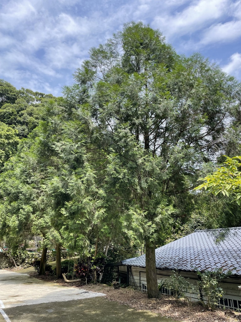 Taiwanese incense-cedar in August 2023 by liushengyu · iNaturalist