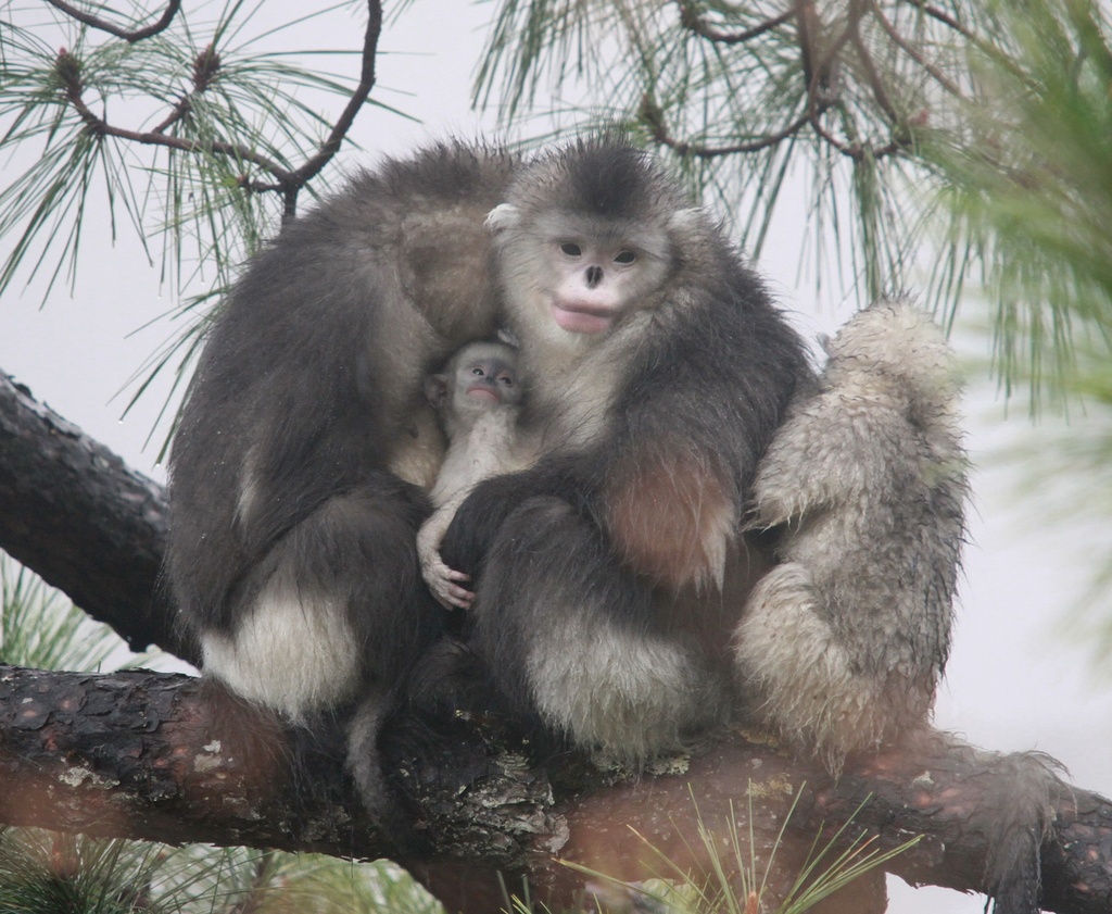 Snub-nosed Monkeys (Rhinopithecus) - Know Your Mammals