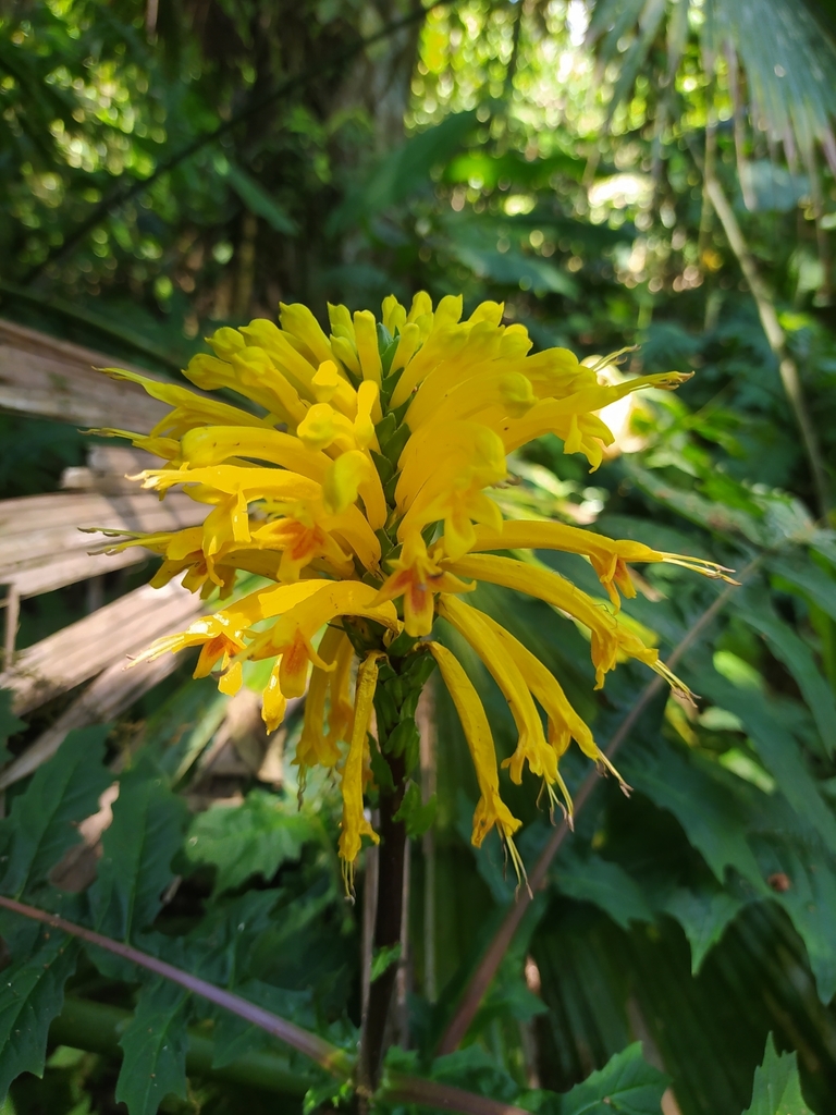 Yellow Jacobinia from Manta, EC-MN, EC on August 16, 2023 by jorgebrito ...
