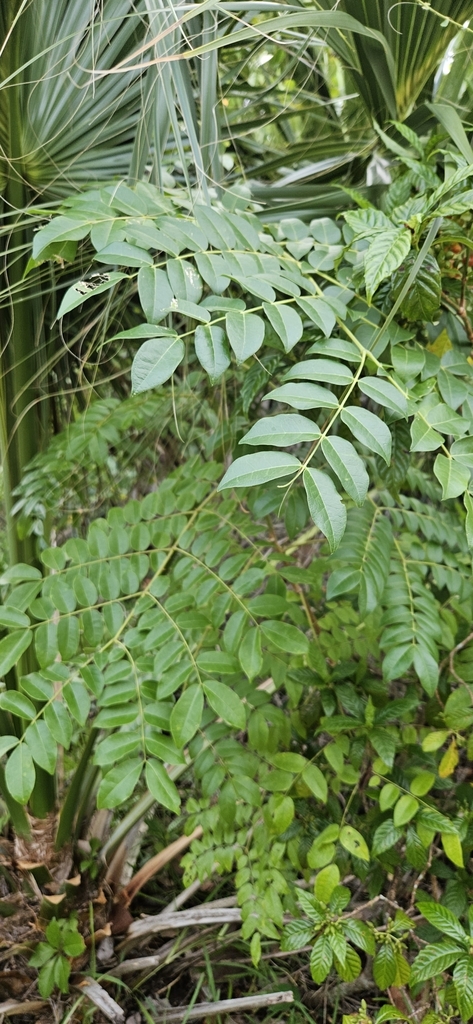 yellow nickerbean in August 2023 by EEL Program · iNaturalist