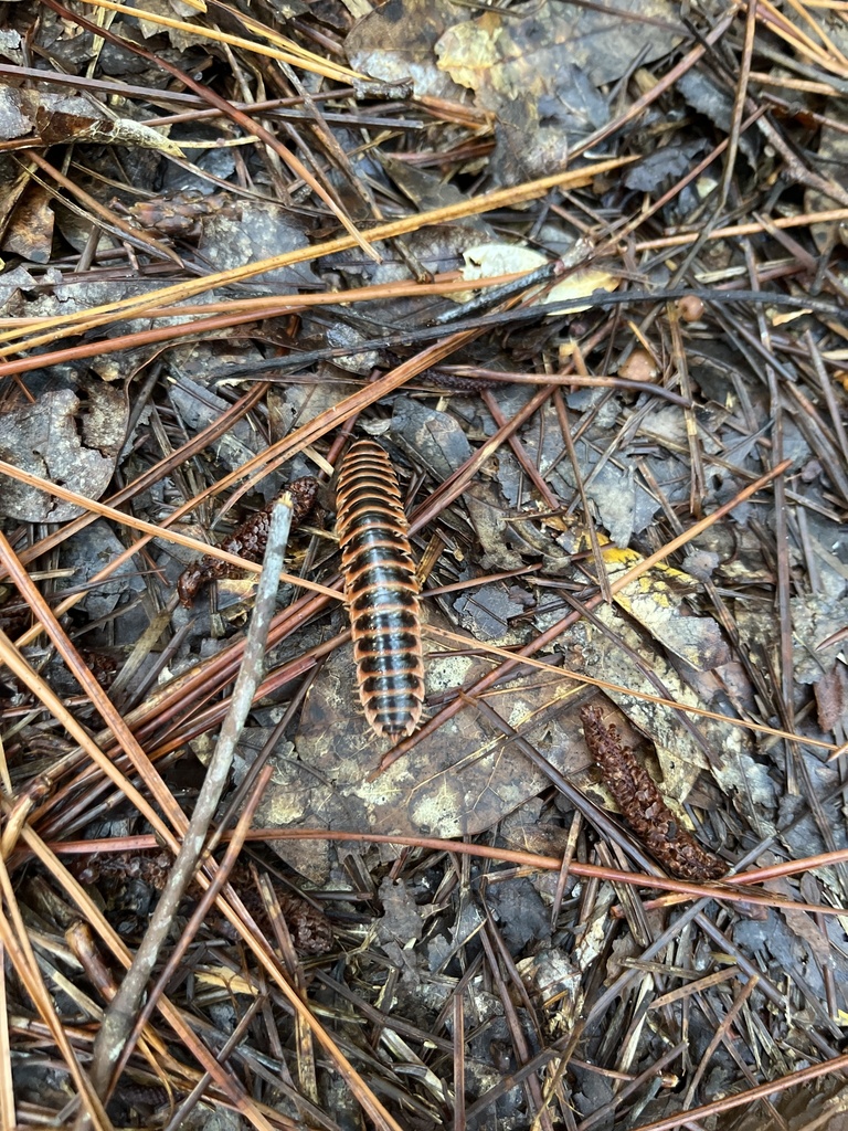Georgia Flat-backed Millipede from Chesley Dr, Vidalia, GA, US on ...
