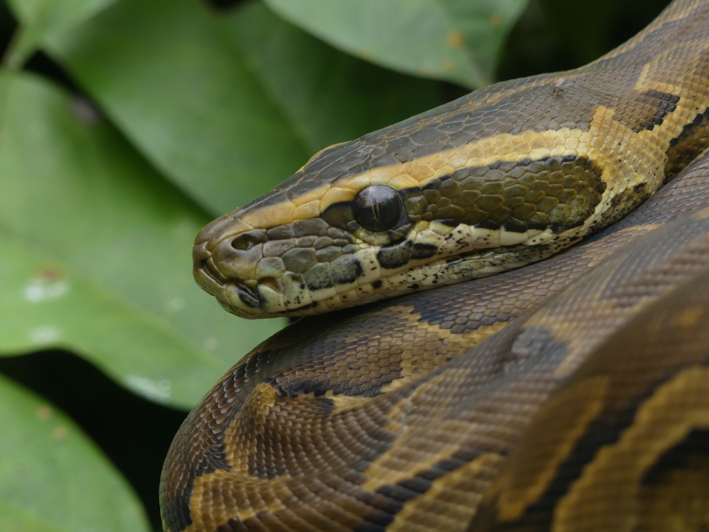 African Rock Python in July 2019 by Royle Safaris · iNaturalist