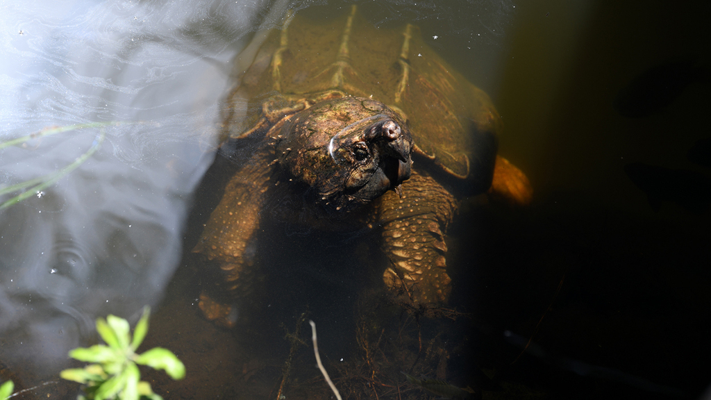 Alligator Snapping Turtle in April 2022 by Royle Safaris. Photographer ...