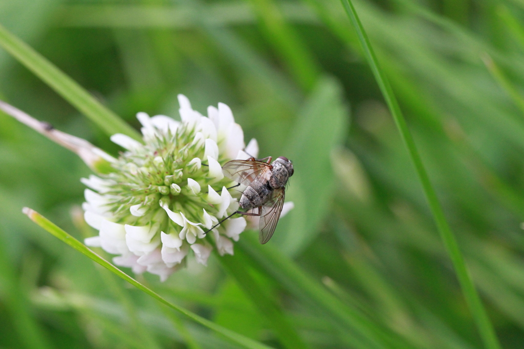 Prosena siberita from 8830 Tjele, Danmark on August 17, 2023 at 09:51 ...