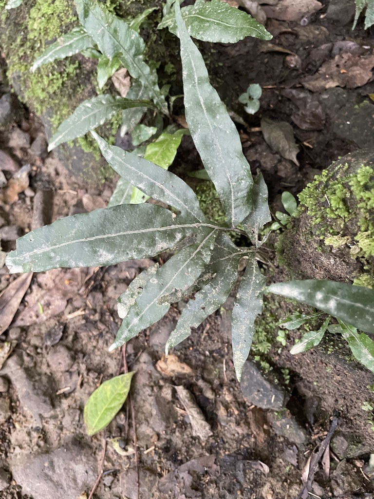 Leptochilus ellipticus from 台灣新竹縣 on August 17, 2023 at 11:21 AM by ...