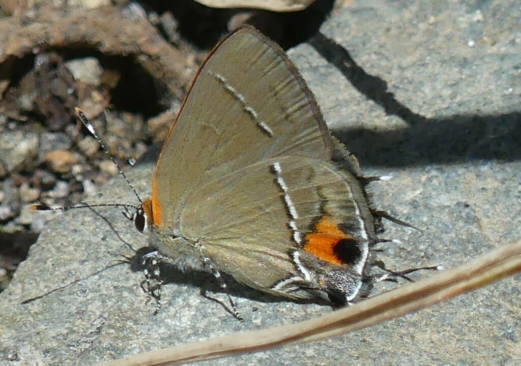 Angerona Hairstreak from Berekua, Dominique on August 5, 2023 at 01:42 ...