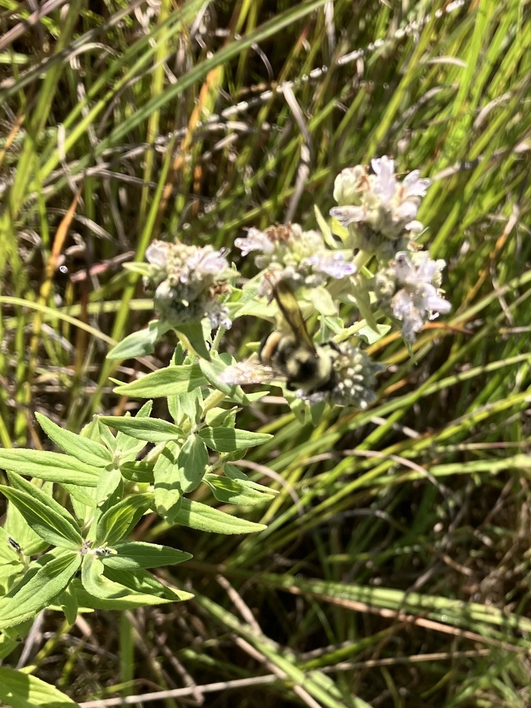 Rusty-patched Bumble Bee in August 2023 by lexistec · iNaturalist