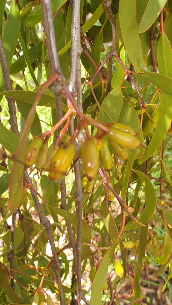 Box Mistletoe from Happy Valley SA 5159, Australia on August 17, 2023 ...