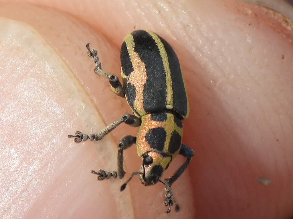 Beautiful Clown Weevil from Frisco, TX, USA on August 16, 2023 at 04:09 ...