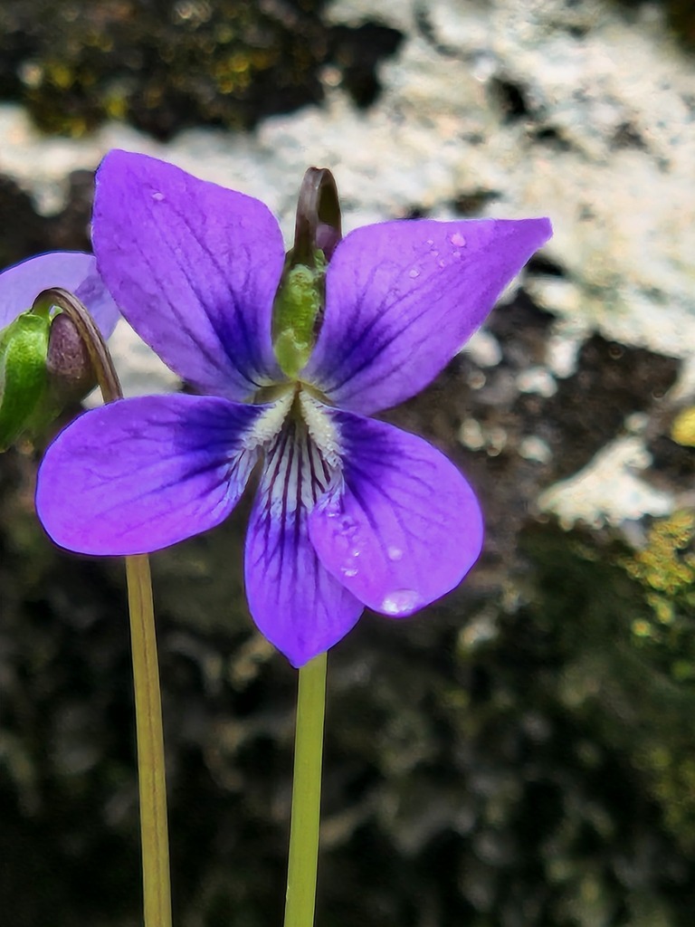 marsh blue violet from East Lyme, CT, USA on April 16, 2023 at 01:14 PM ...