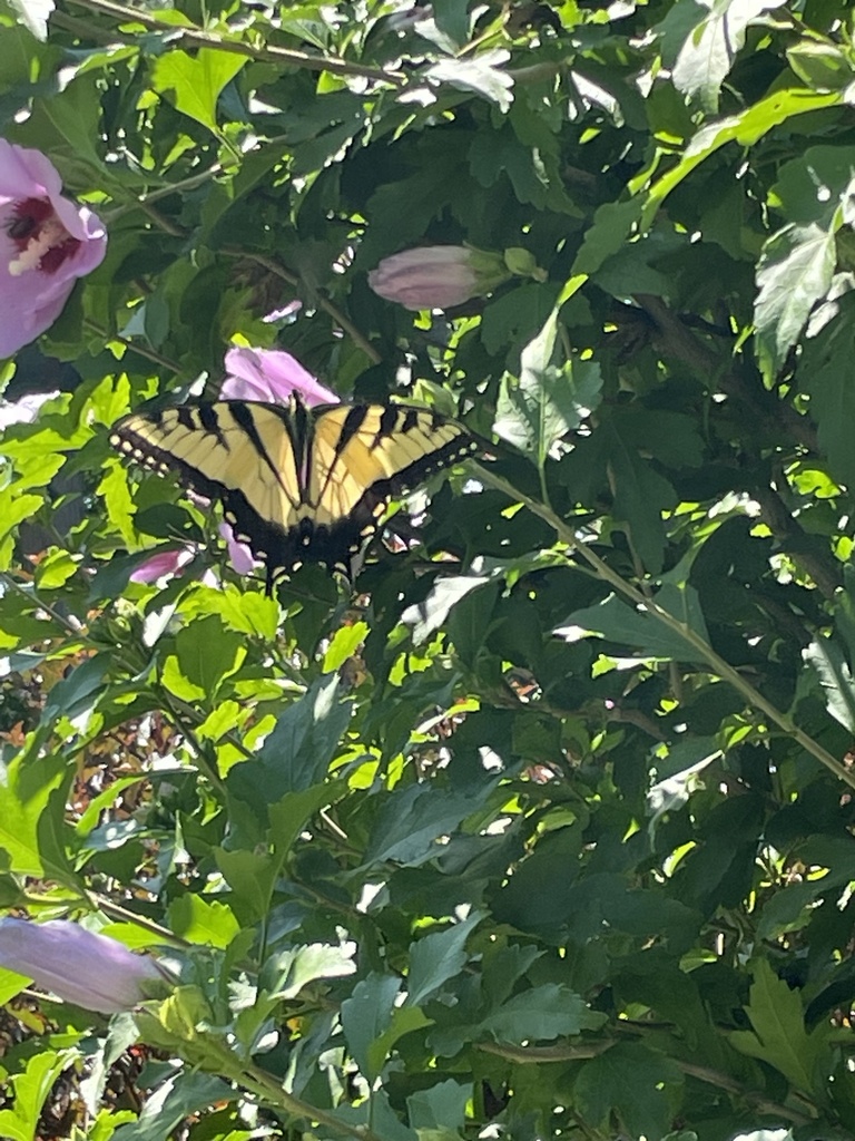 Tiger Swallowtails and Allies from Captain Mike's, Bridgman, MI, US on ...