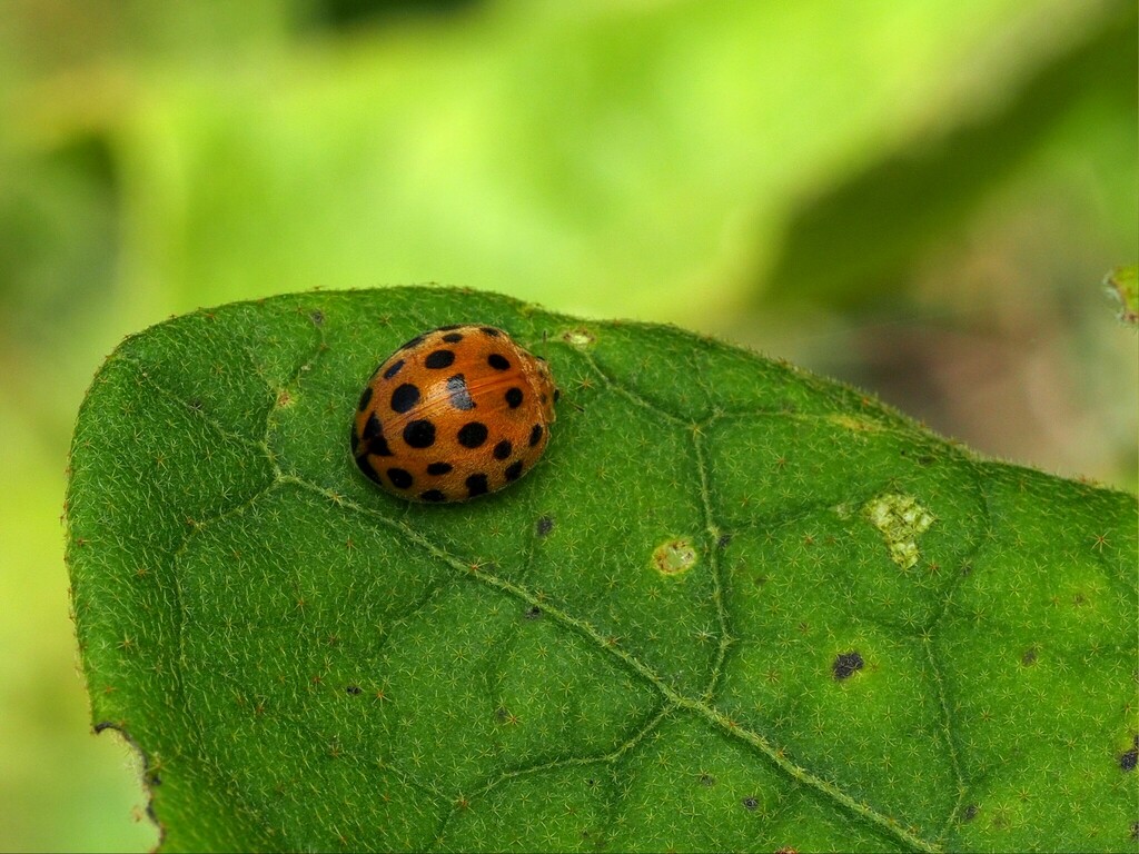Hadda Beetle from Tarzali QLD 4885, Australia on August 17, 2023 at 02: ...