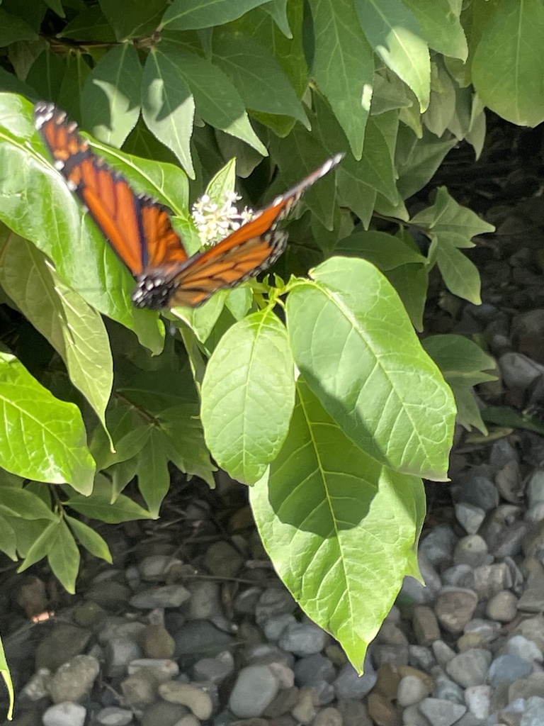 Monarch from Captain Mike's, Bridgman, MI, US on August 16, 2023 at 01: ...
