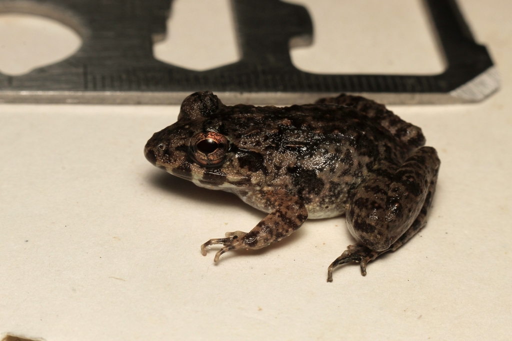 Fanged River Frog from Lokasi: -7,302098, 106,381894 on August 7, 2023 ...
