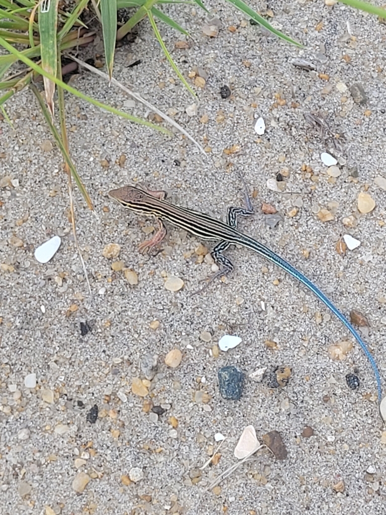 Six-lined Racerunner in August 2023 by gelandry1020 · iNaturalist