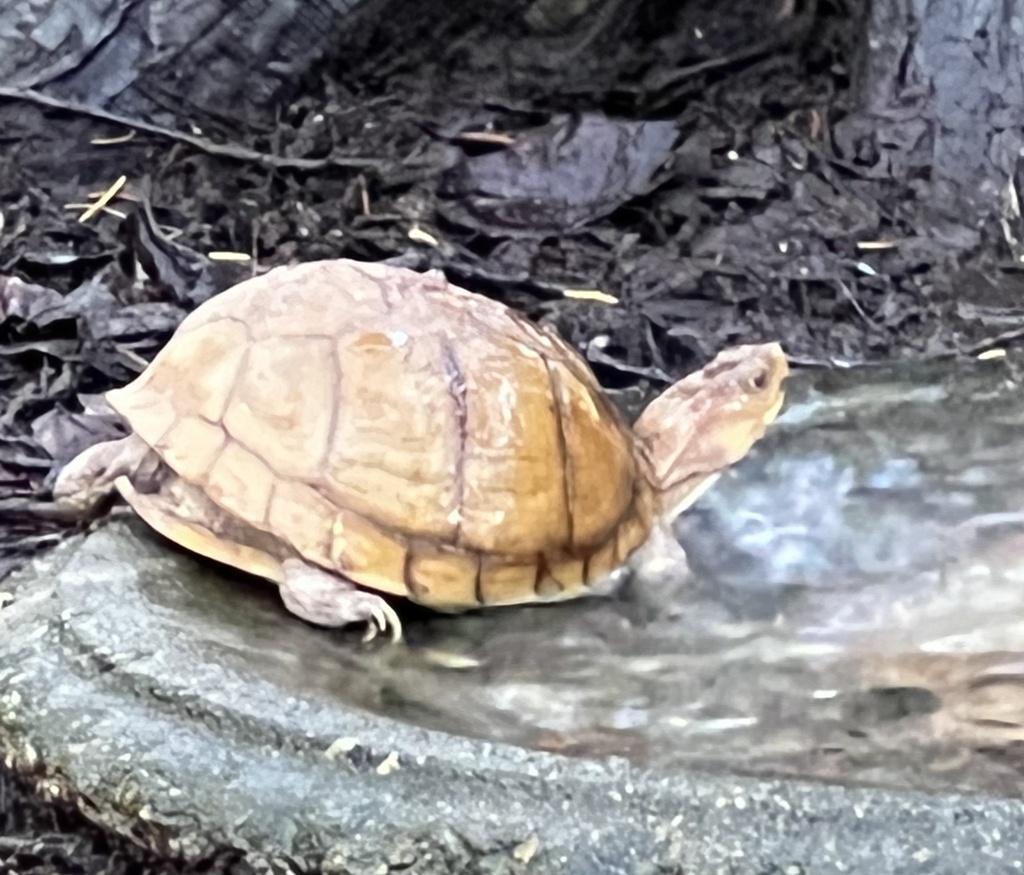 Common Box Turtle in August 2023 by birdladymilam · iNaturalist