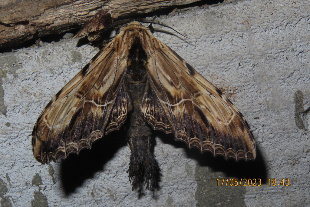 Dudusa from Gobuk 791002 on May 17, 2023 at 06:43 PM by gobuk · iNaturalist