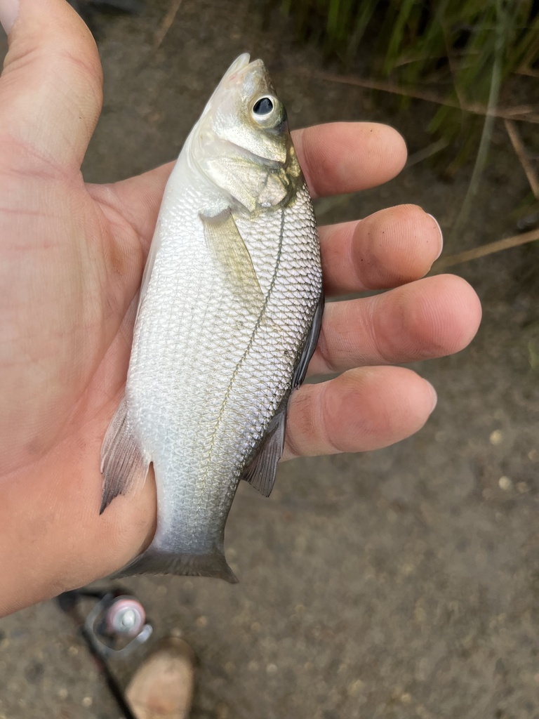 White Perch from Northpoint Dr, Williamsburg, VA, US on August 17, 2023 ...