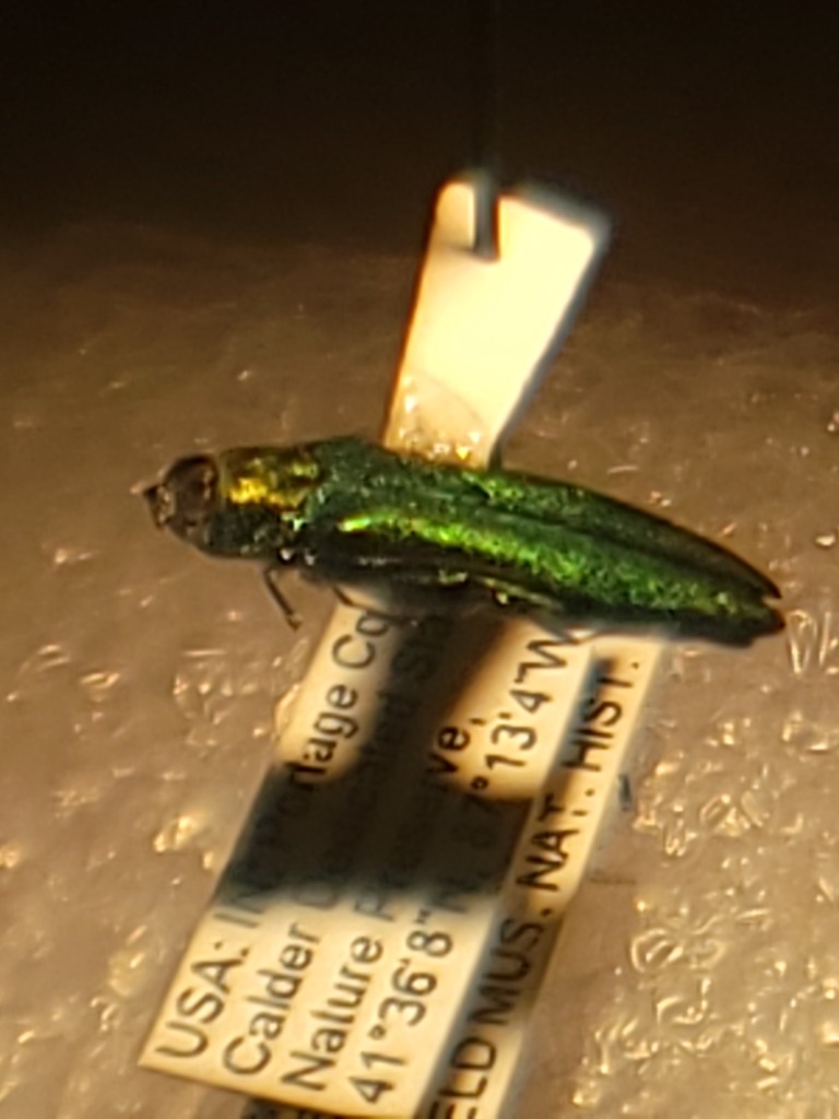 Emerald Ash Borer from Calder, Portage, IN, USA on July 25, 2011 at 02: ...